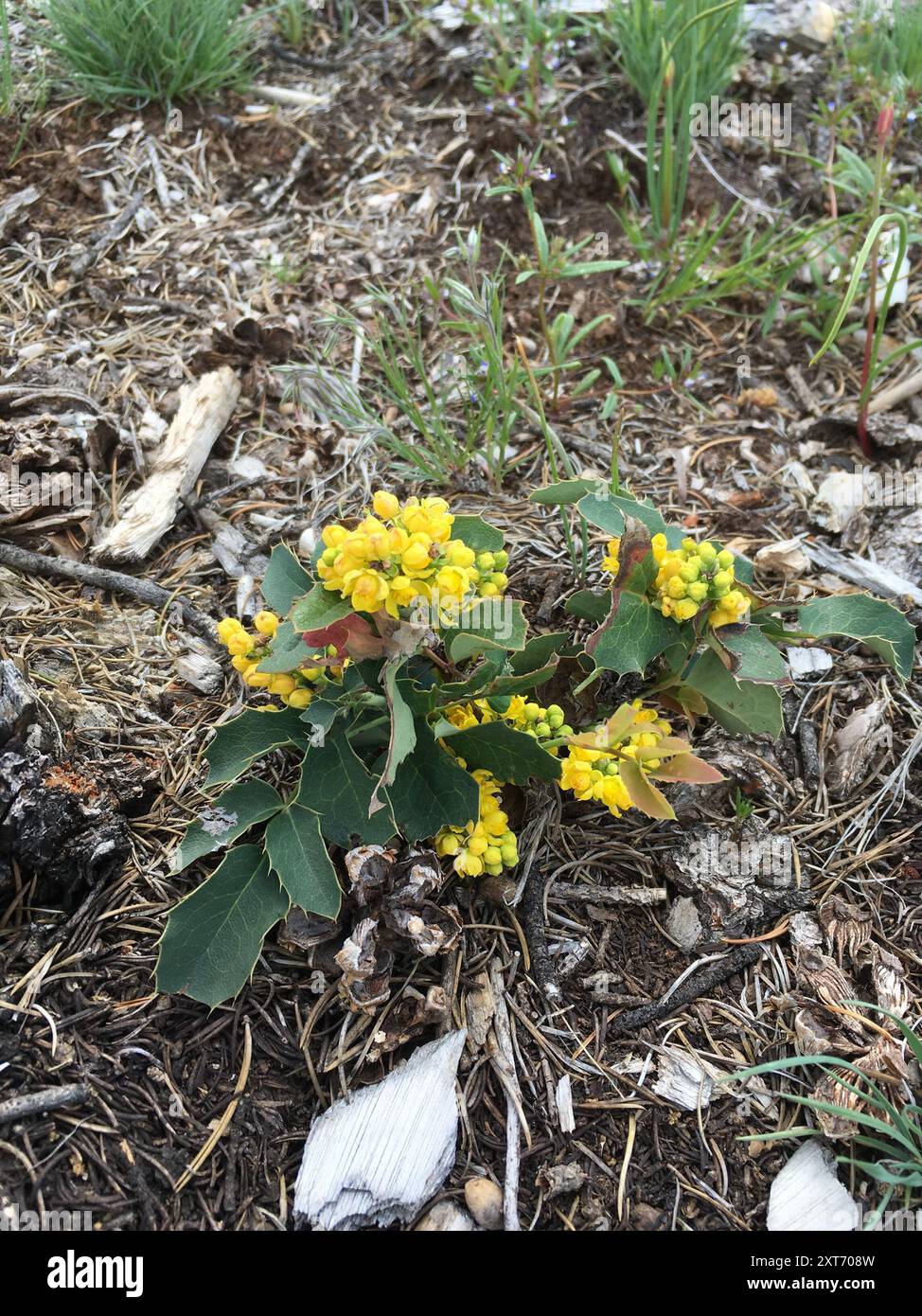 creeping mahonia (Berberis repens) Plantae Stock Photo - Alamy