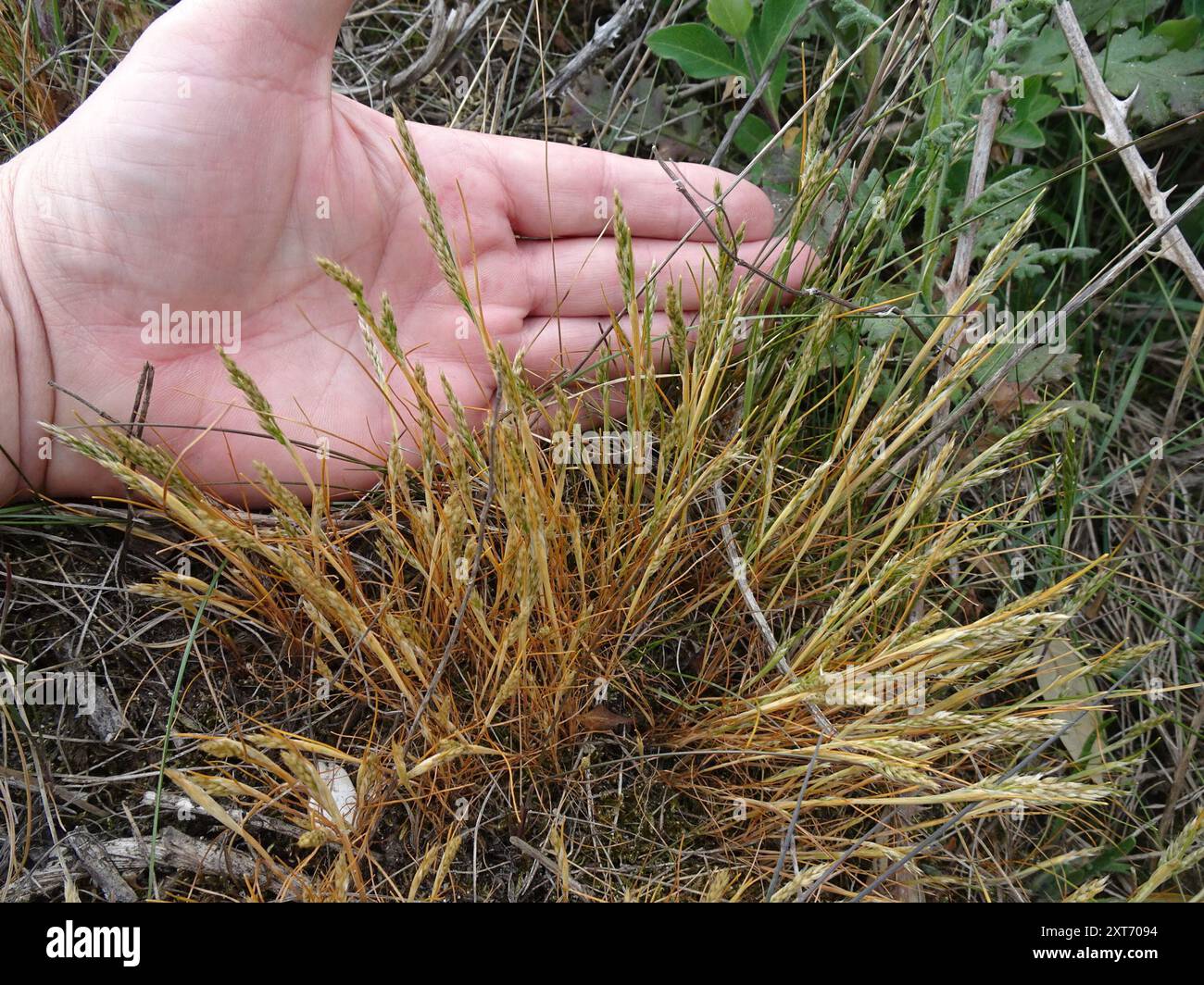 early hair grass (Aira praecox) Plantae Stock Photo - Alamy