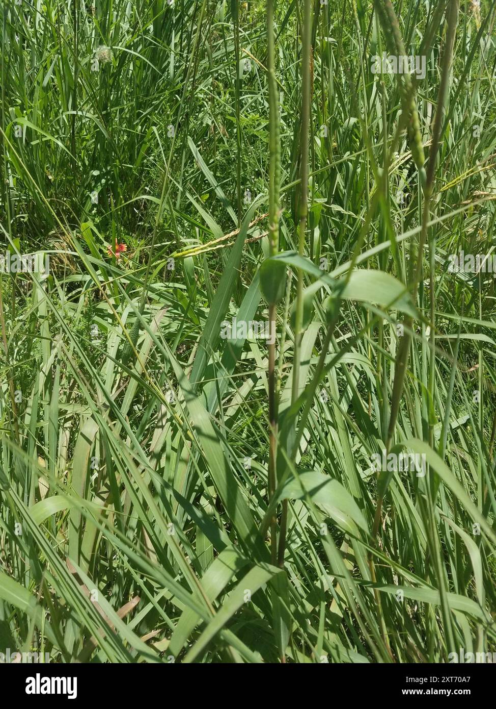 eastern gamagrass (Tripsacum dactyloides) Plantae Stock Photo - Alamy