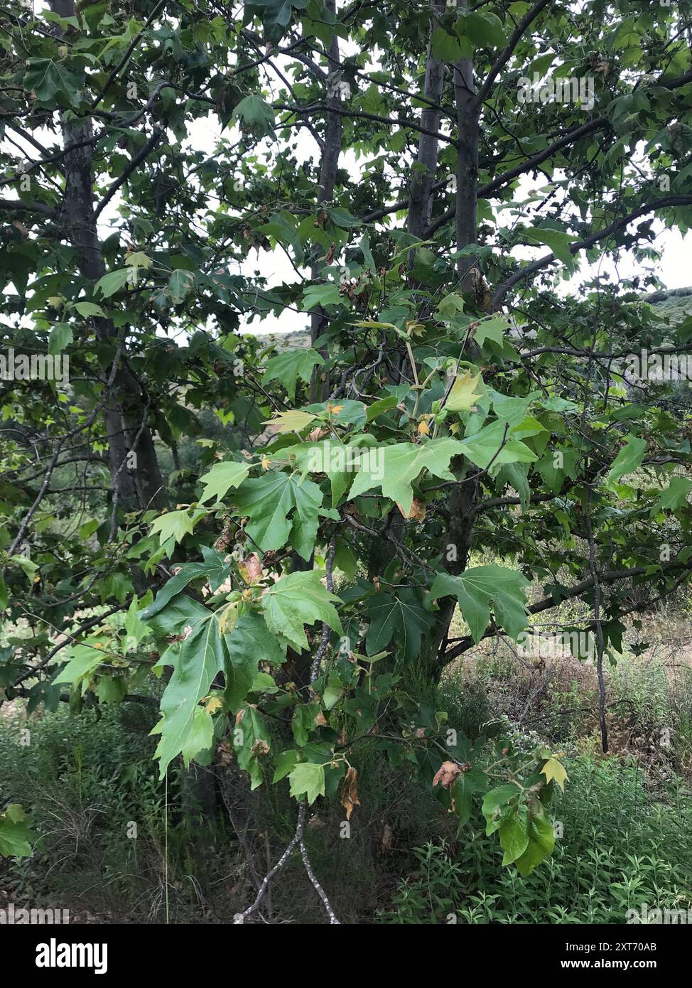 western sycamore (Platanus racemosa) Plantae Stock Photo - Alamy