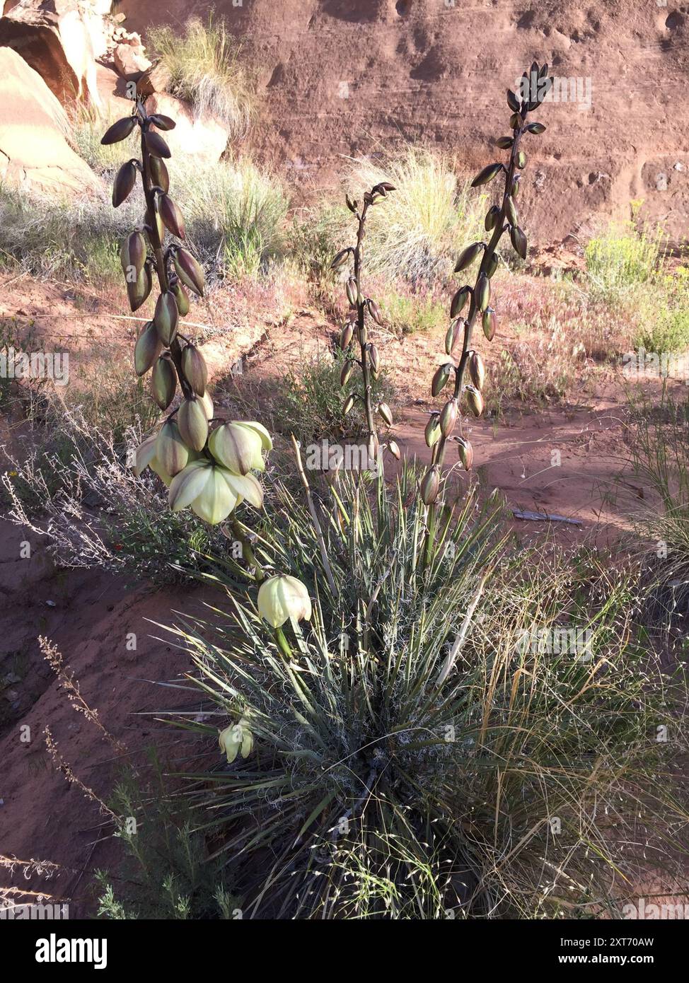 Narrowleaf yucca yucca angustissima hi-res stock photography and images ...