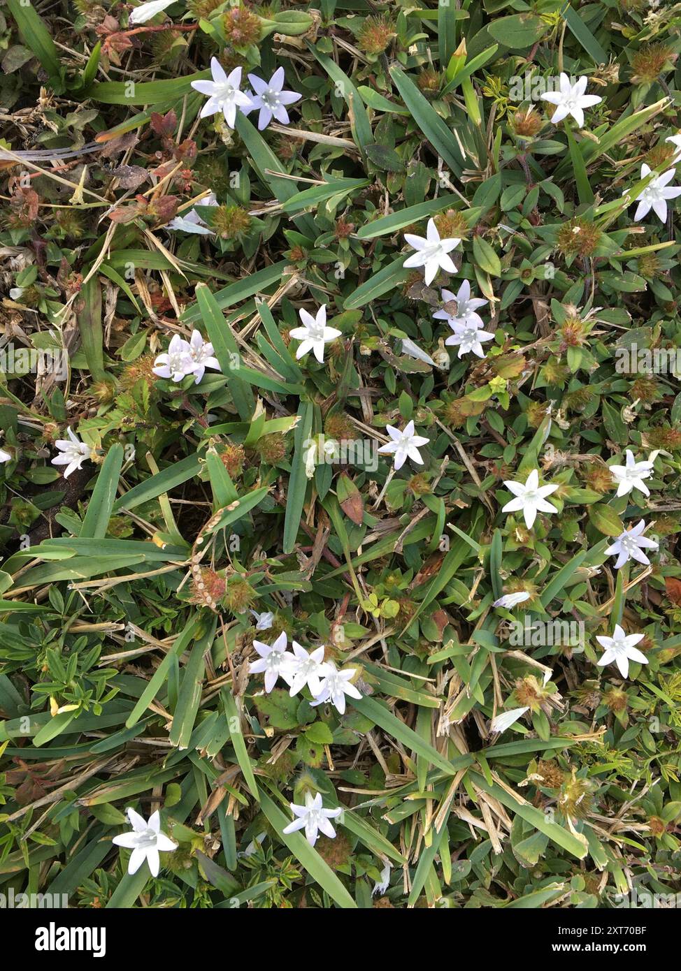 largeflower Mexican clover (Richardia grandiflora) Plantae Stock Photo ...