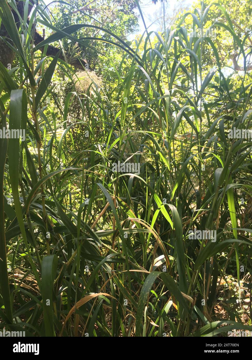 Burma Reed (Neyraudia reynaudiana) Plantae Stock Photo - Alamy
