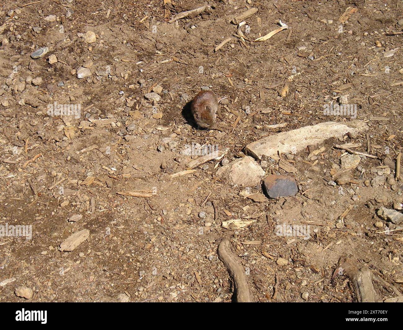 Southern Red-backed Vole (Clethrionomys gapperi) Mammalia Stock Photo ...