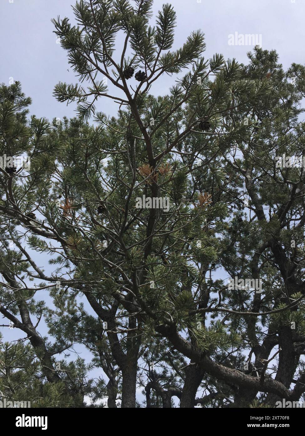 Parry pinyon (Pinus quadrifolia) Plantae Stock Photo - Alamy