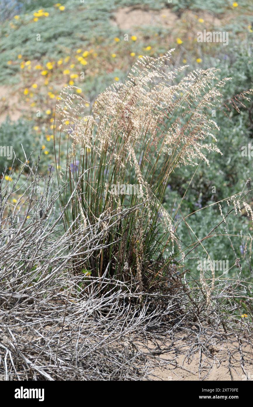 Perennial Veldtgrass (Ehrharta calycina) Plantae Stock Photo - Alamy