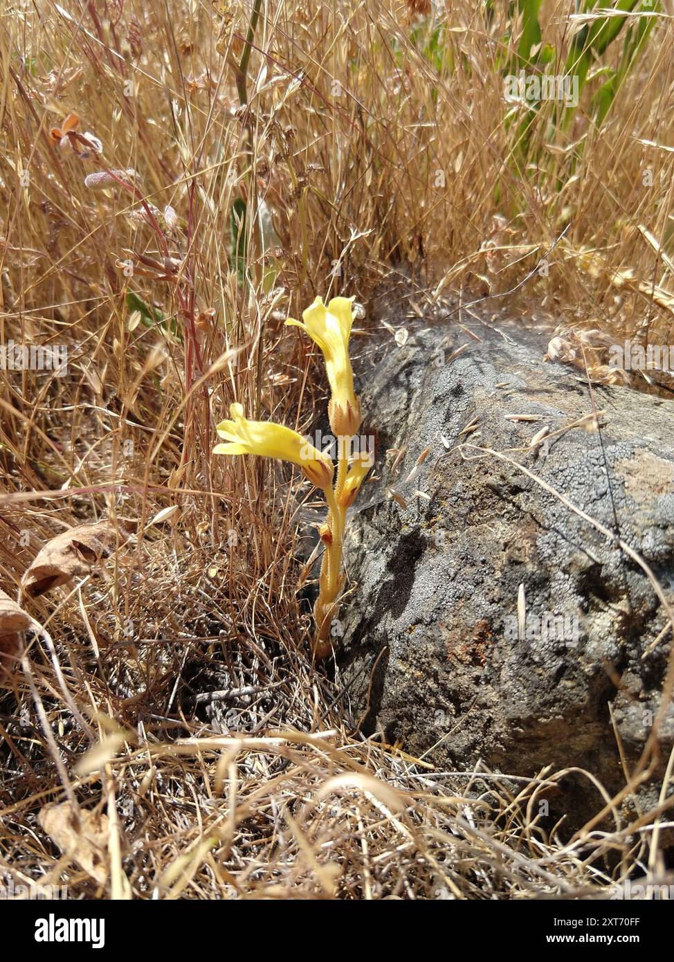 yellow clustered broomrape (Aphyllon franciscanum) Plantae Stock Photo ...
