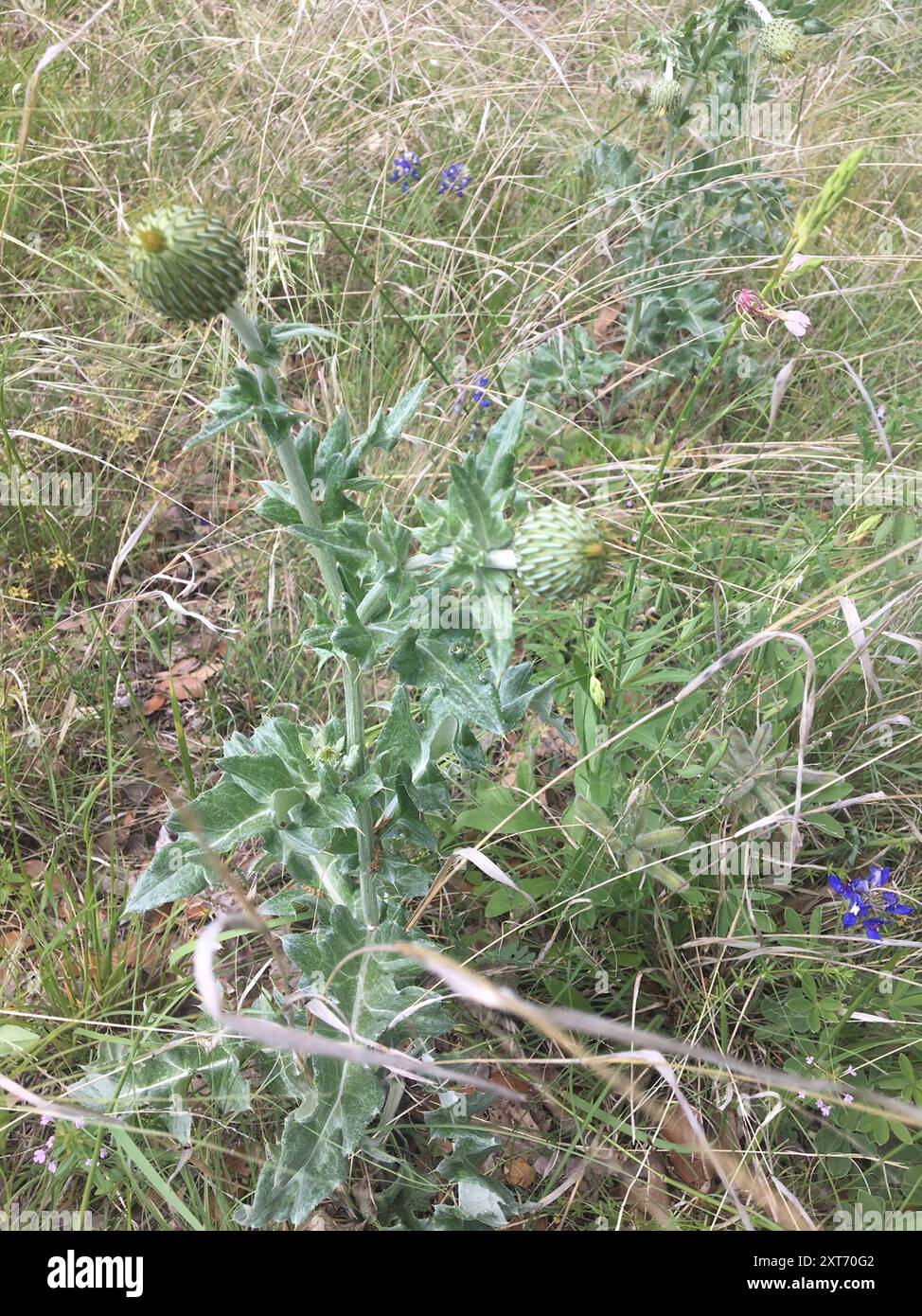wavyleaf thistle (Cirsium undulatum) Plantae Stock Photo - Alamy