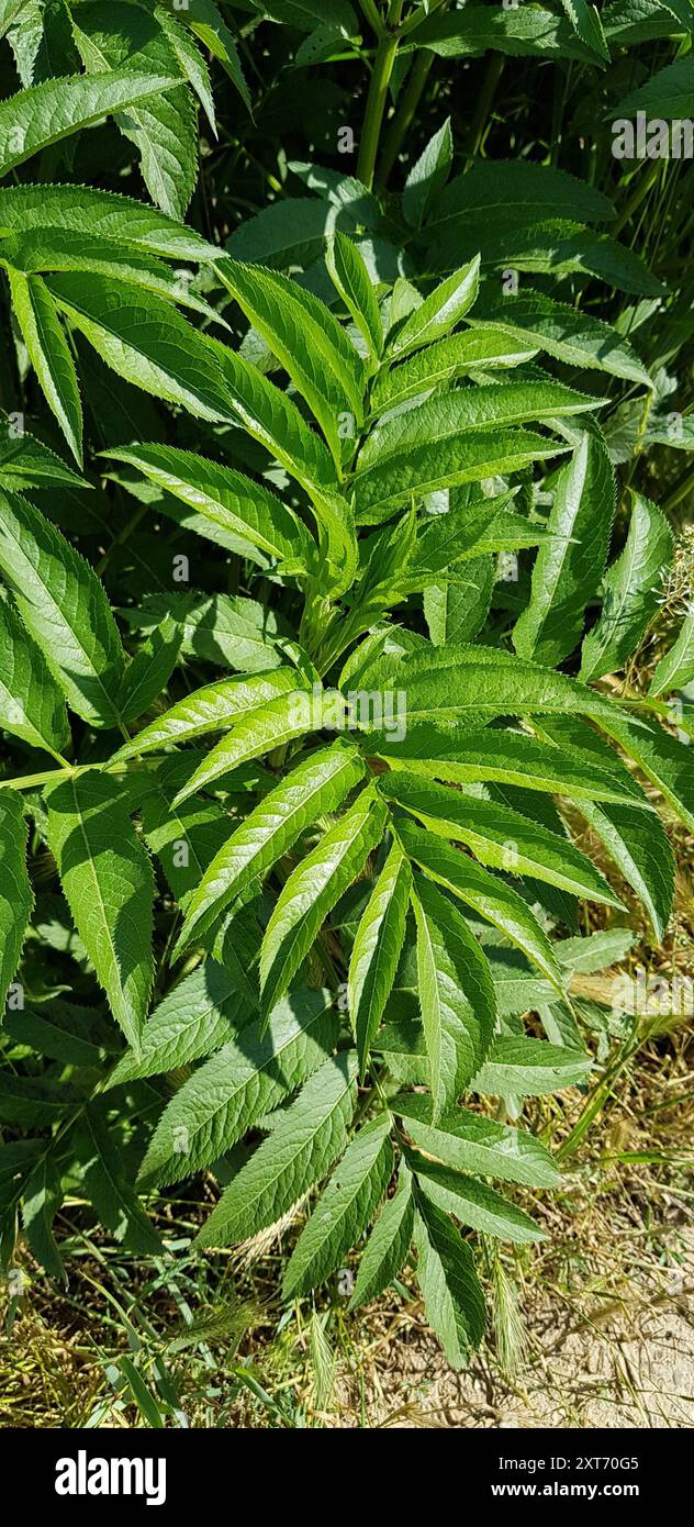 Dwarf Elder (Sambucus ebulus) Plantae Stock Photo - Alamy