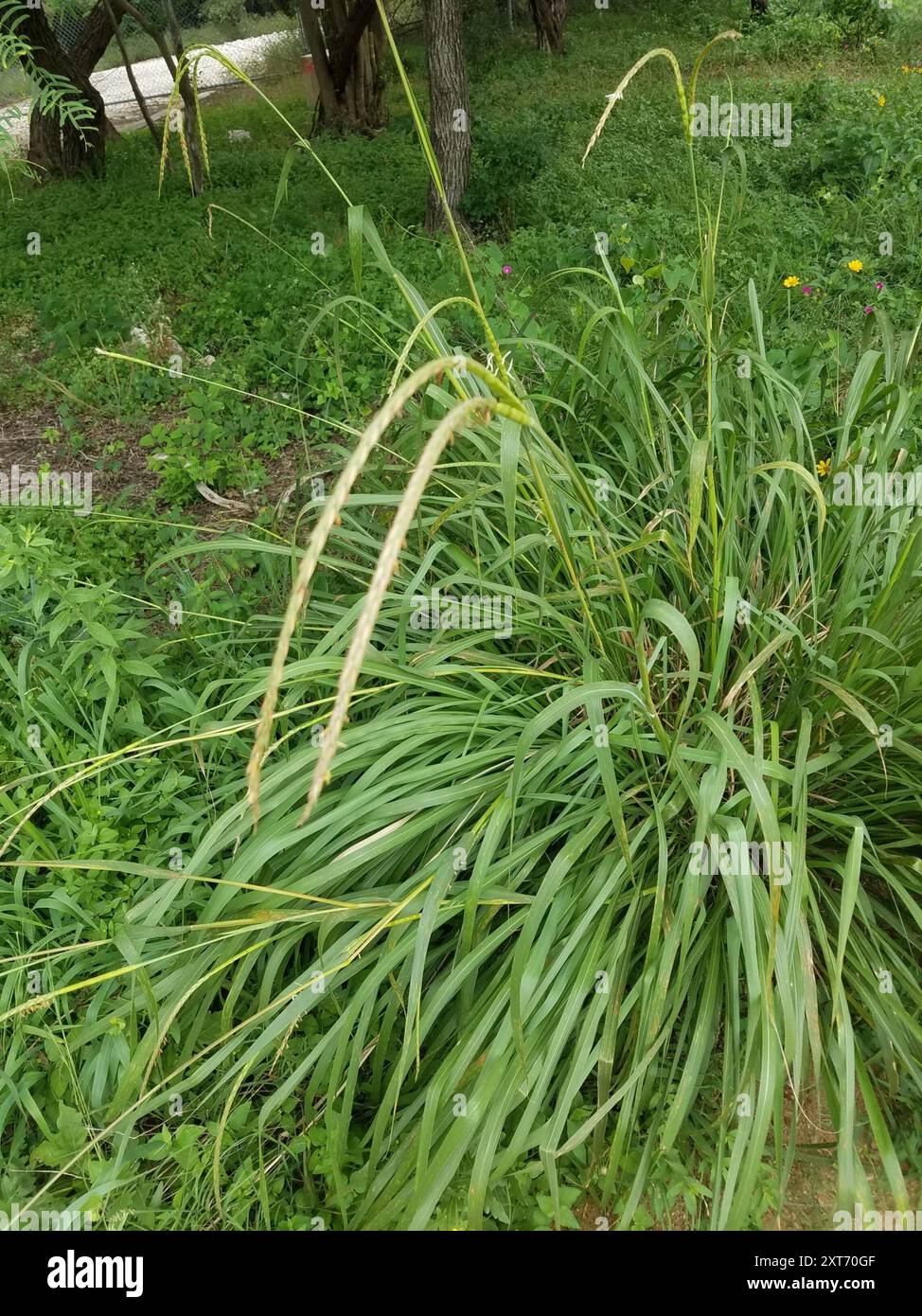 eastern gamagrass (Tripsacum dactyloides) Plantae Stock Photo - Alamy