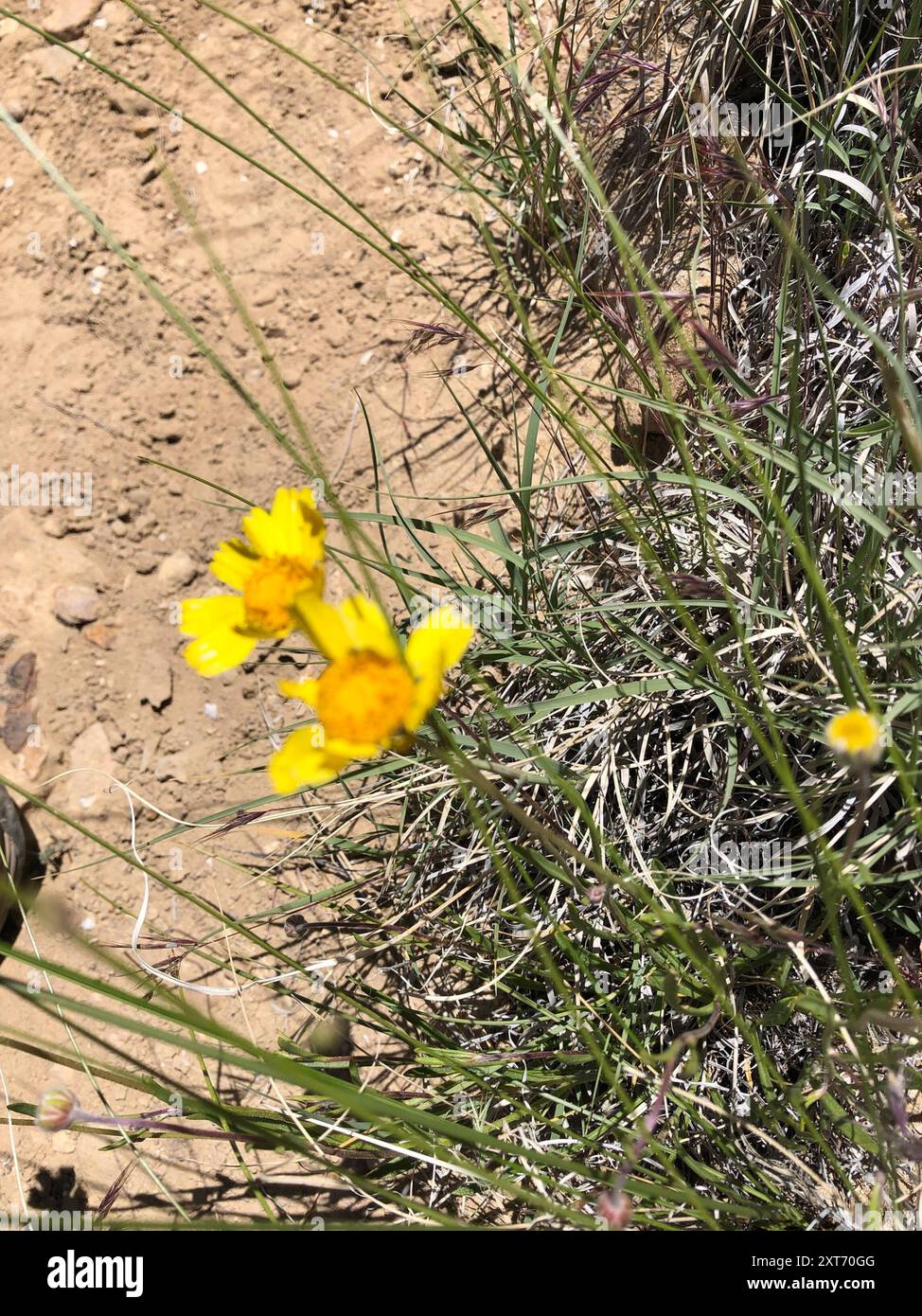 Stemmy Four-nerved Daisy (Tetraneuris scaposa) Plantae Stock Photo - Alamy