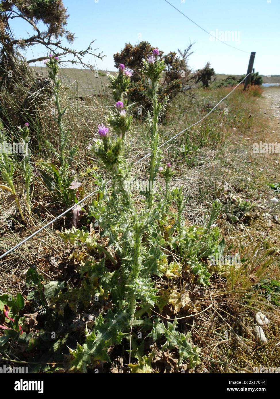 Slender Thistle (Carduus tenuiflorus) Plantae Stock Photo - Alamy