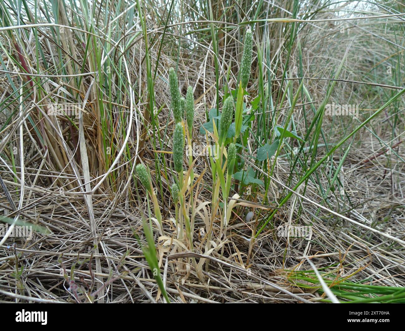 Sand Cat's-tail (Phleum arenarium) Plantae Stock Photo - Alamy