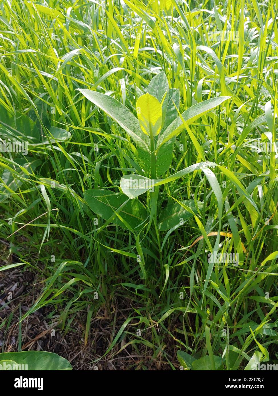 hemp dogbane (Apocynum cannabinum) Plantae Stock Photo - Alamy