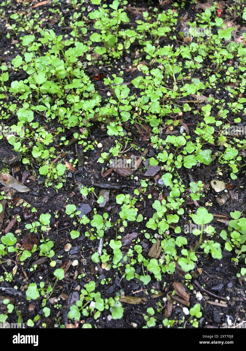 Nursery bittercress (Cardamine occulta) Plantae Stock Photo - Alamy