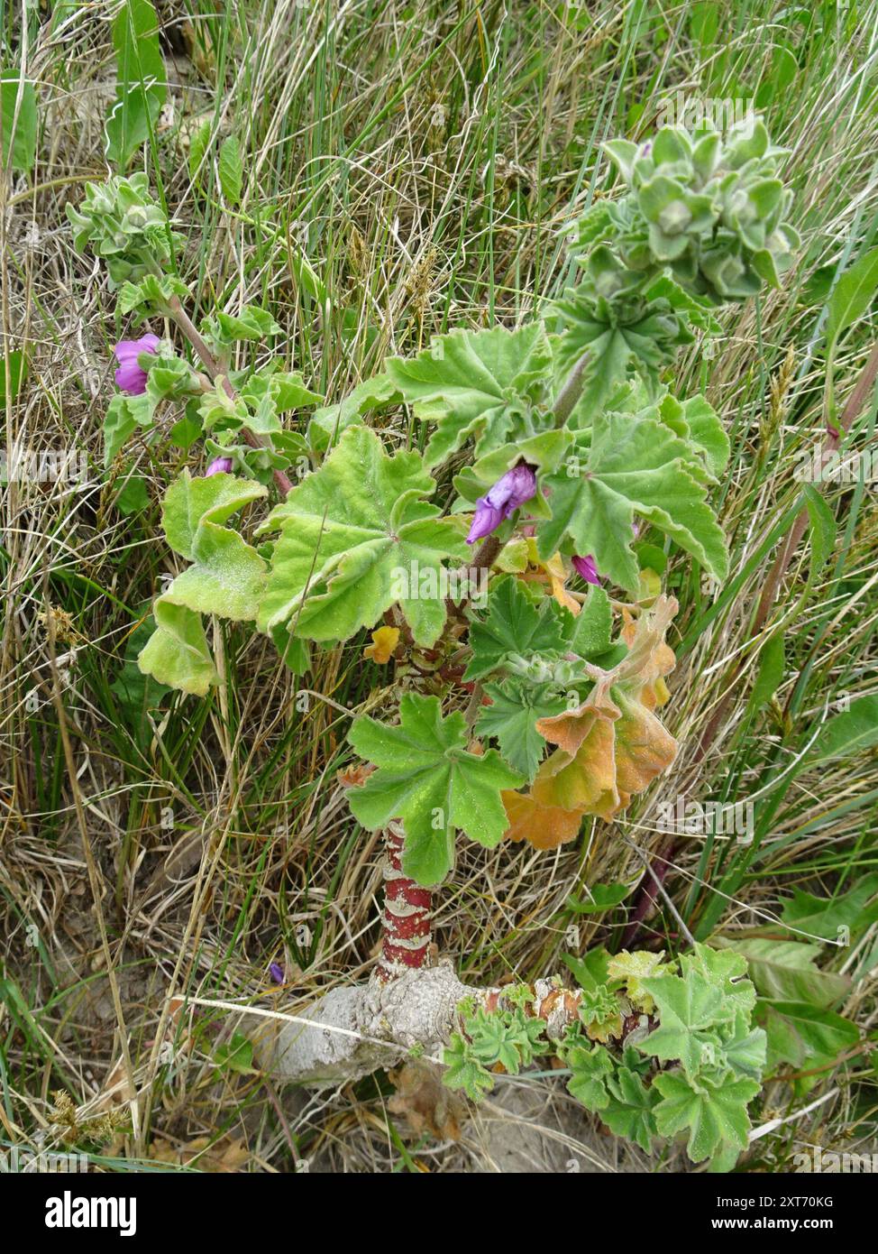 Tree Mallow (Malva arborea) Plantae Stock Photo - Alamy