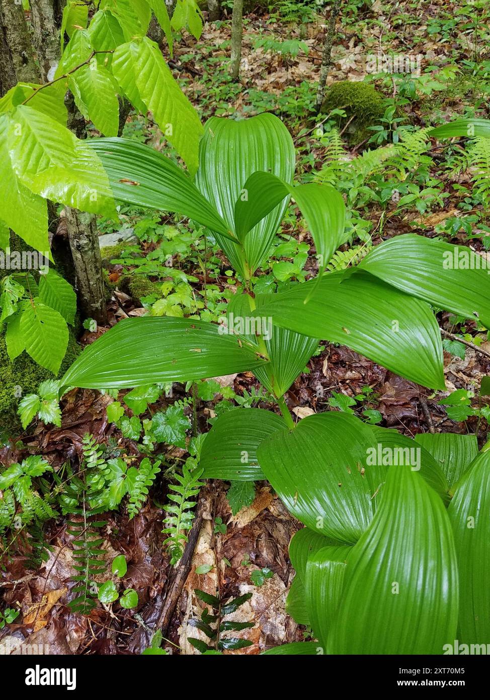 green false hellebore (Veratrum viride) Plantae Stock Photo - Alamy