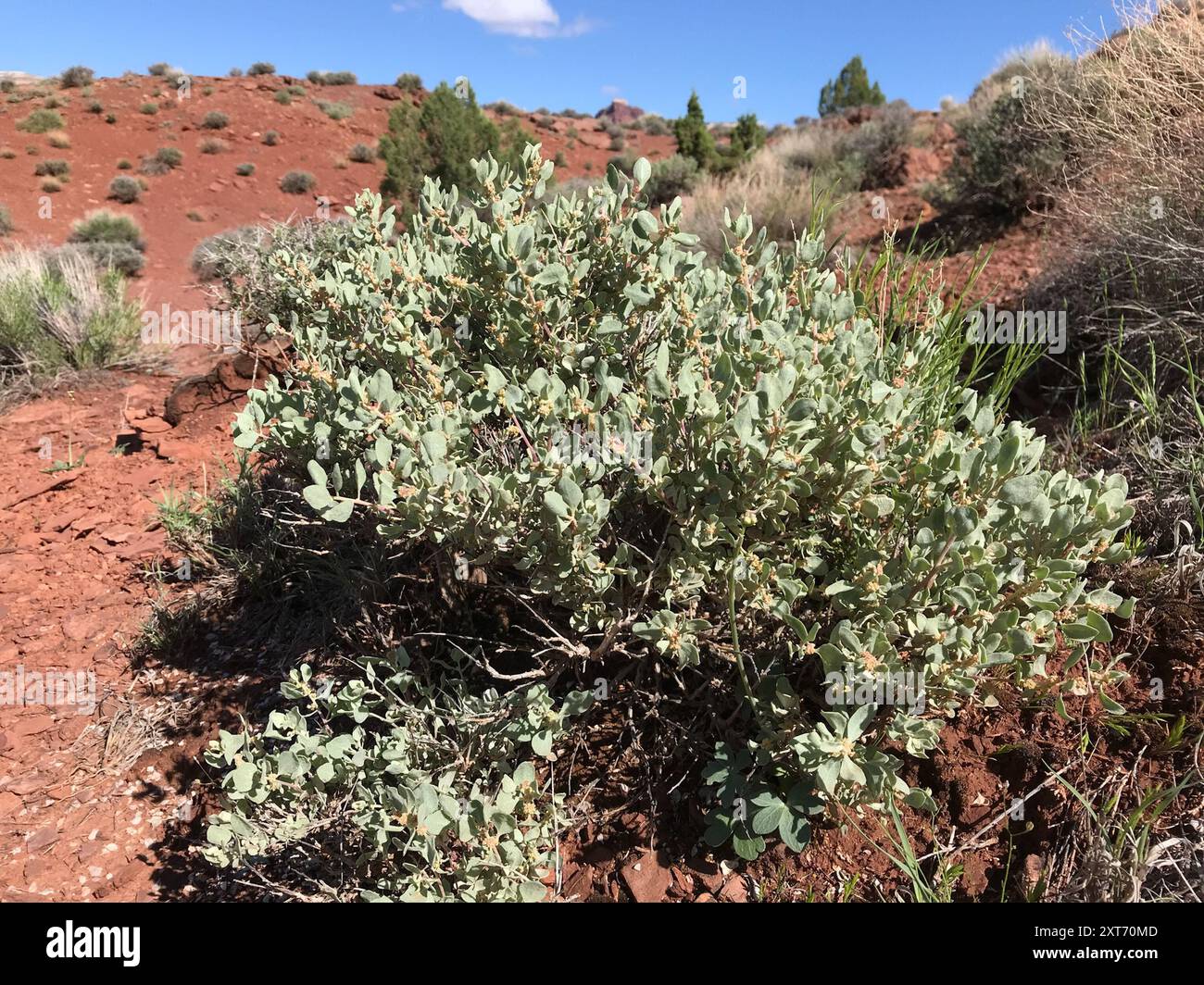 Shadscale Saltbush (Atriplex confertifolia) Plantae Stock Photo - Alamy