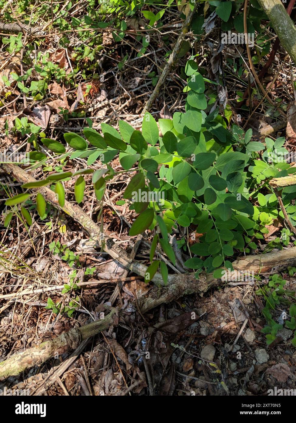 Leafy Pea (Lathyrus polyphyllus) Plantae Stock Photo - Alamy