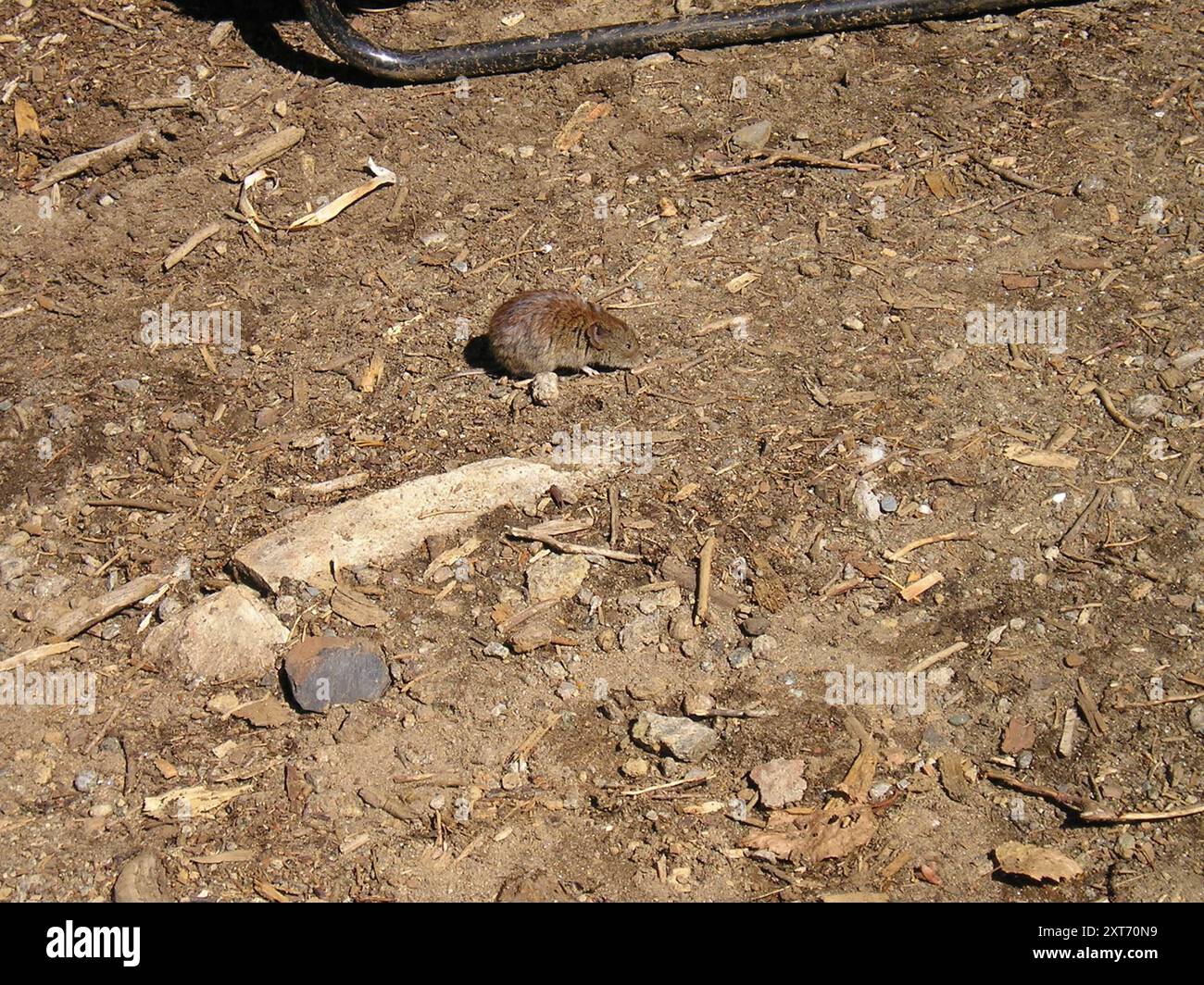 Southern red backed vole hi-res stock photography and images - Alamy
