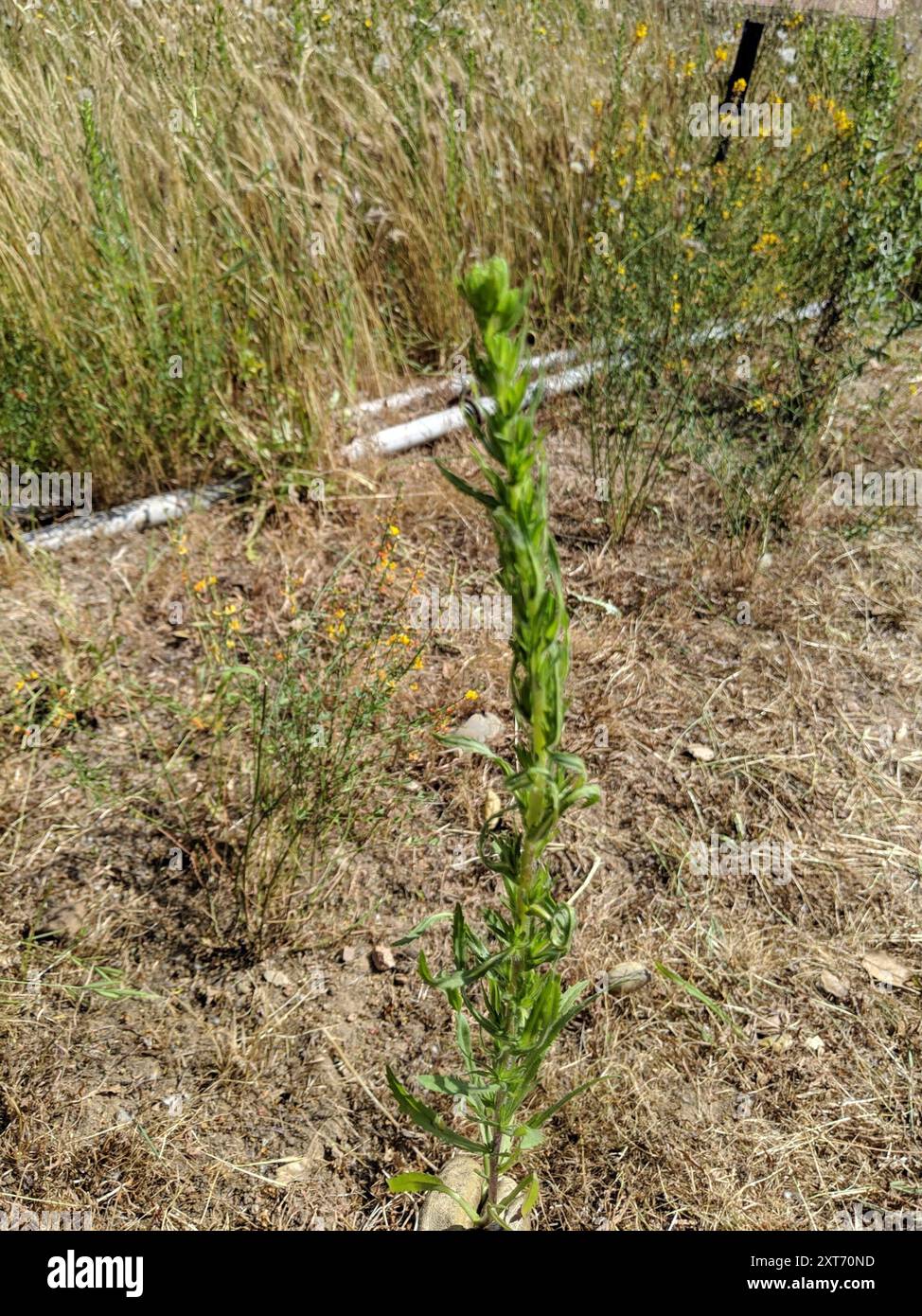 Telegraphweed (Heterotheca grandiflora) Plantae Stock Photo - Alamy