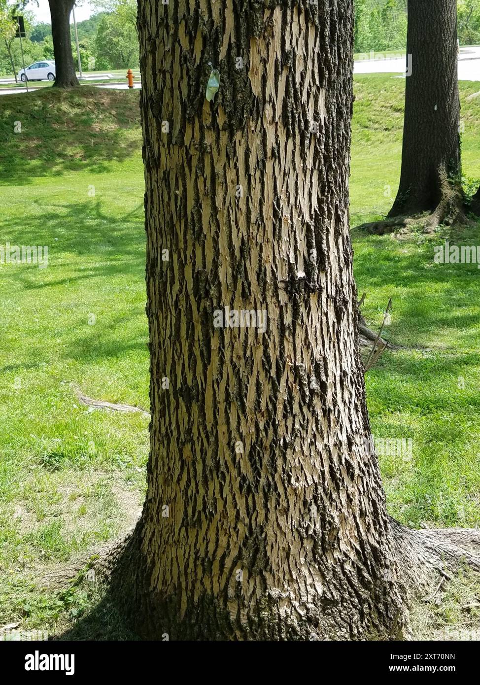 Emerald Ash Borer (Agrilus planipennis) Insecta Stock Photo - Alamy