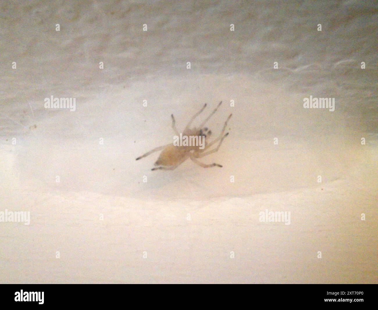 Longlegged Sac Spiders (Cheiracanthium) Arachnida Stock Photo - Alamy