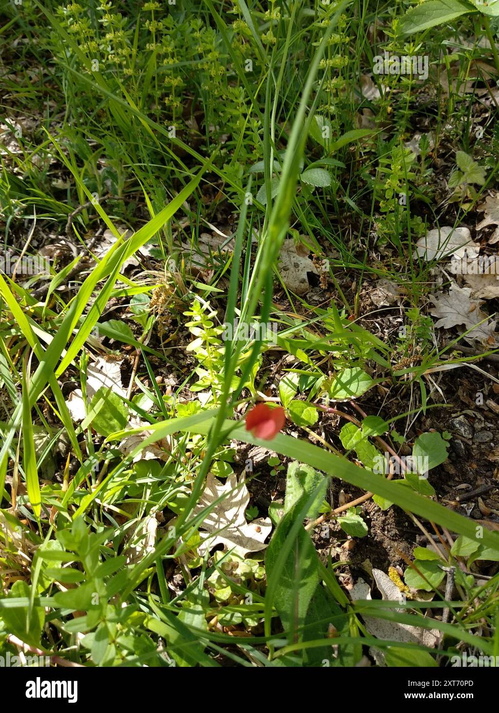 Grass Pea (Lathyrus sphaericus) Plantae Stock Photo - Alamy