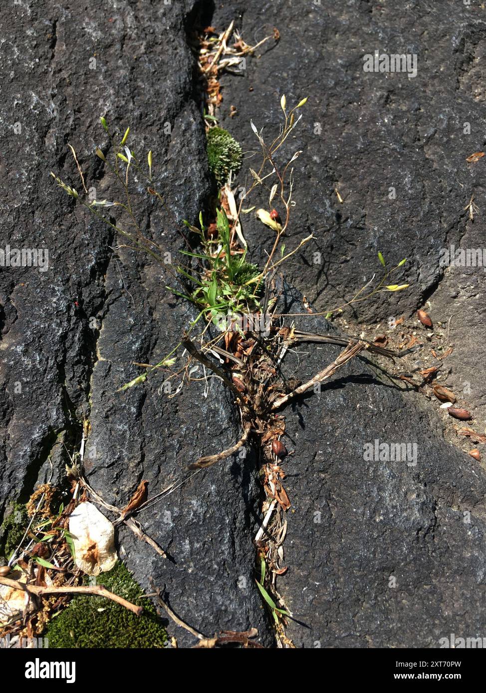 Common Whitlowgrass (Draba verna) Plantae Stock Photo - Alamy