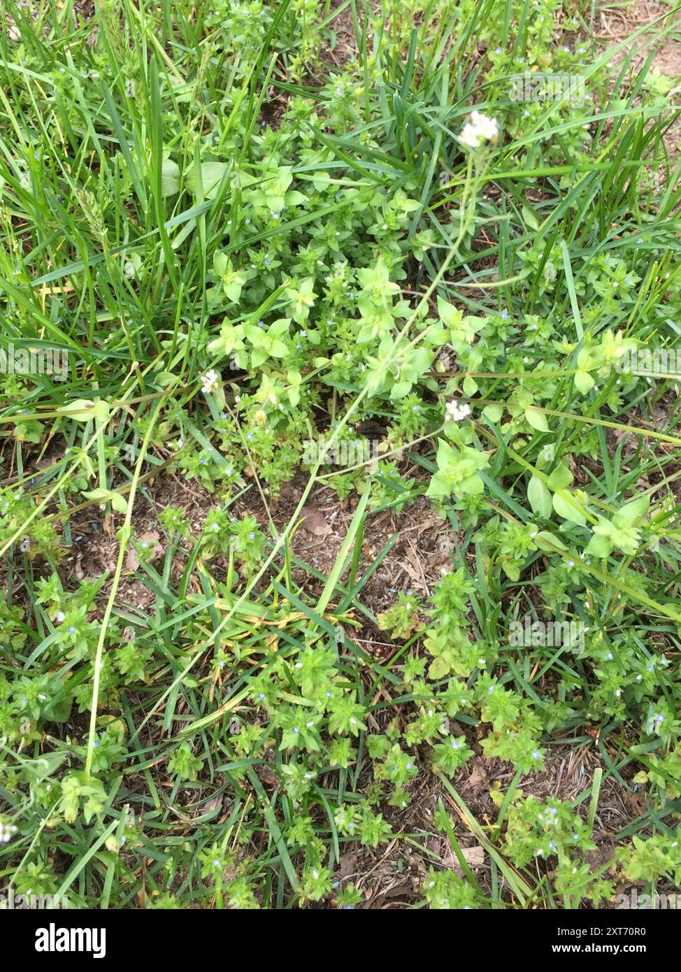 mouse-ear cress (Arabidopsis thaliana) Plantae Stock Photo - Alamy