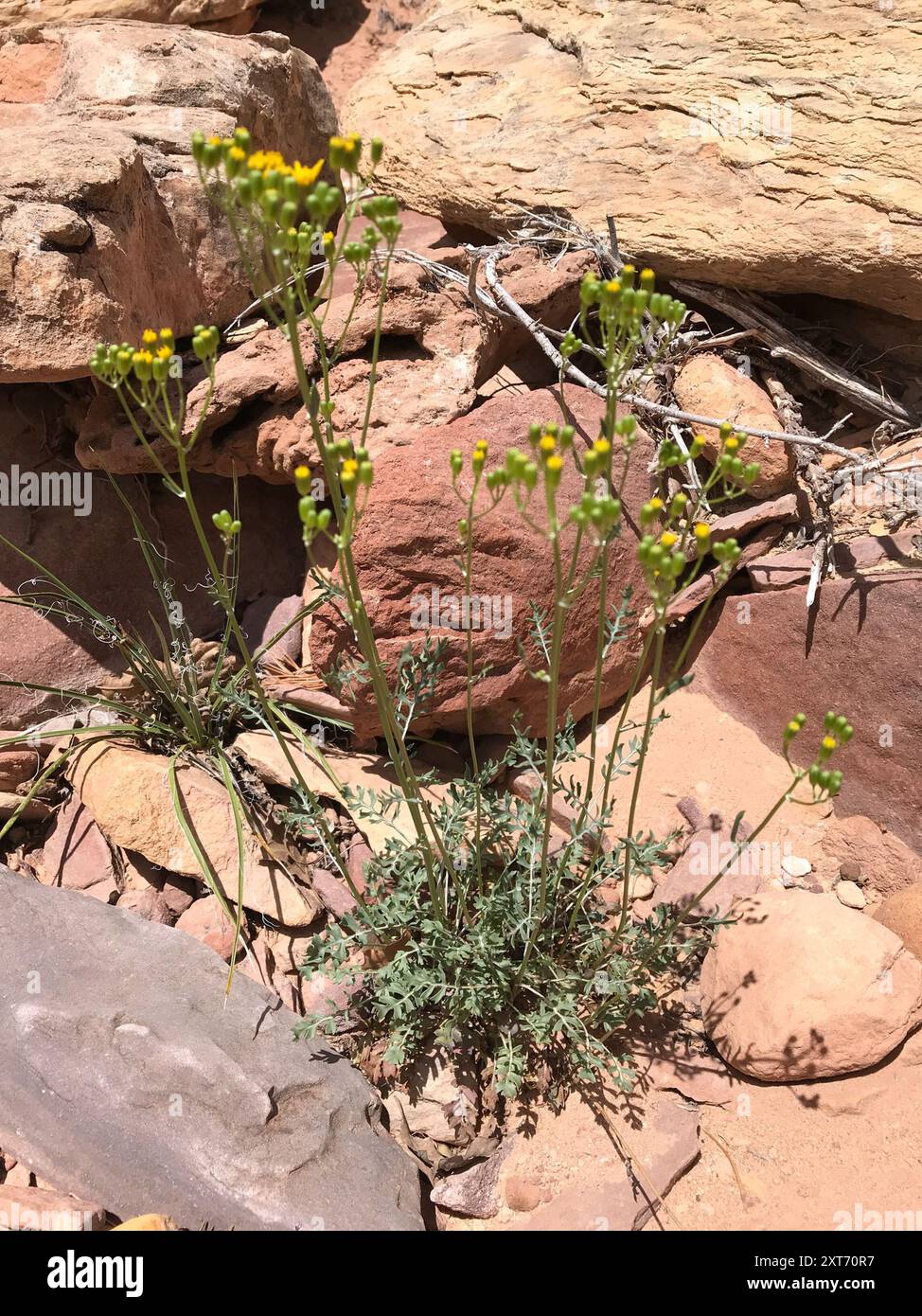 Lobeleaf Groundsel (Packera multilobata) Plantae Stock Photo - Alamy