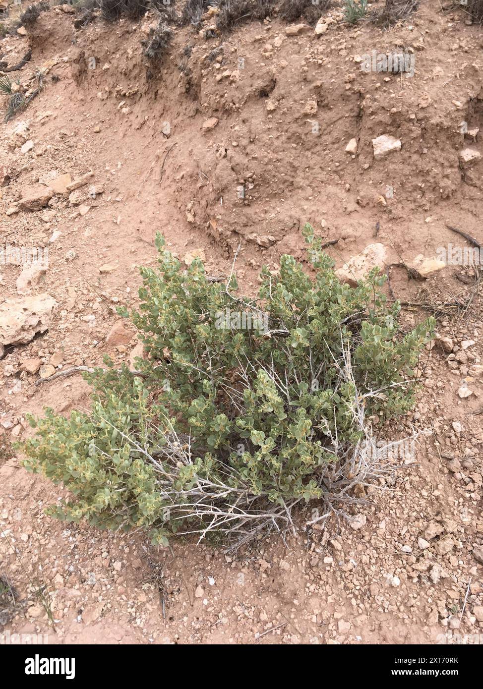Shadscale Saltbush (Atriplex confertifolia) Plantae Stock Photo - Alamy