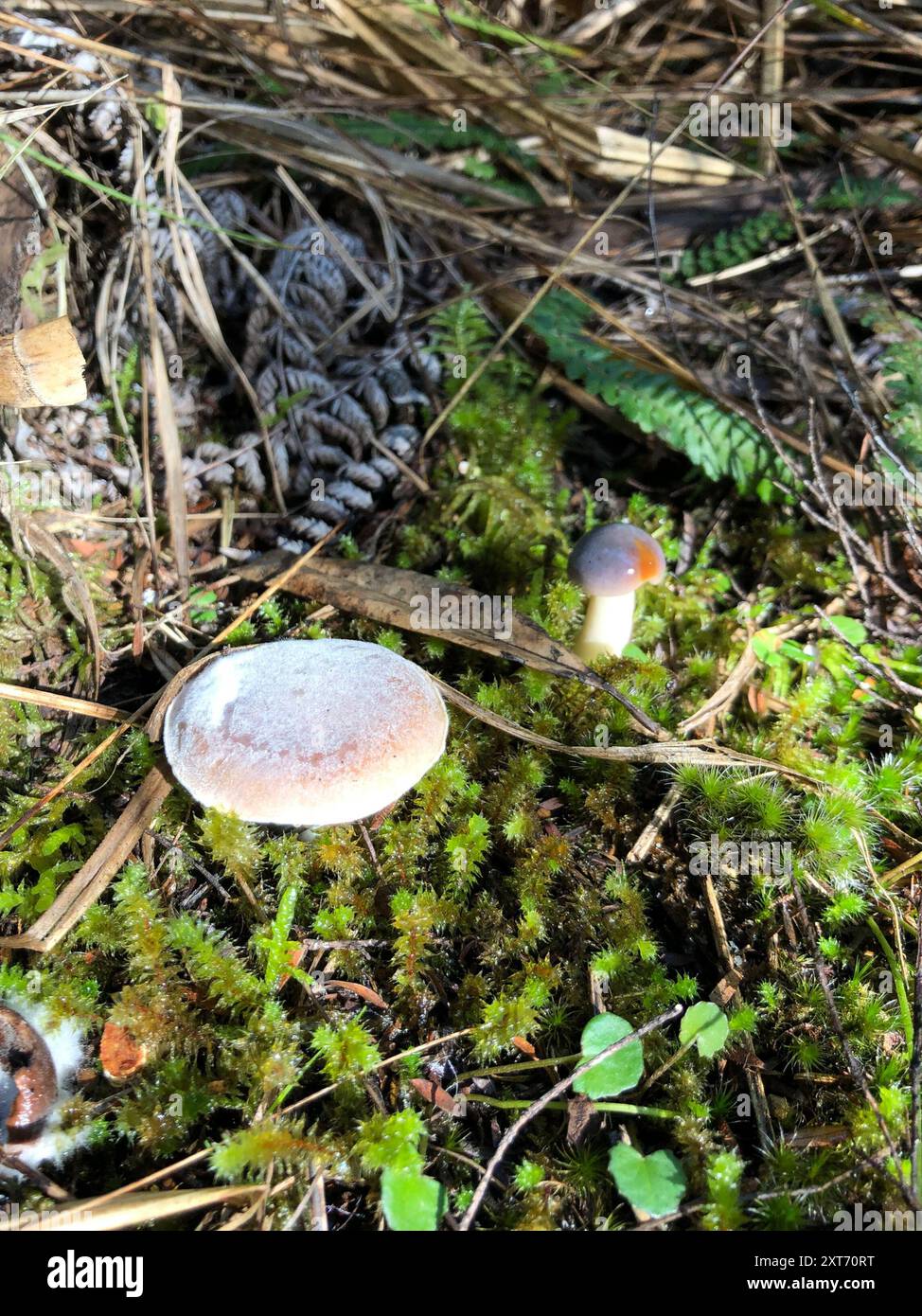 boletes (Boletaceae) Fungi Stock Photo - Alamy