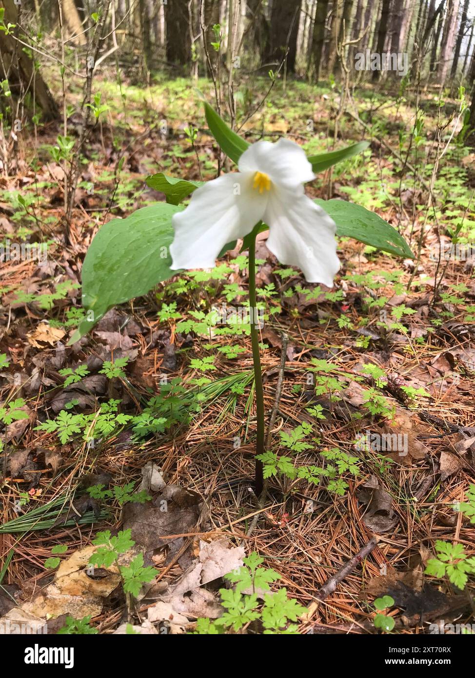 large white trillium (Trillium grandiflorum) Plantae Stock Photo - Alamy
