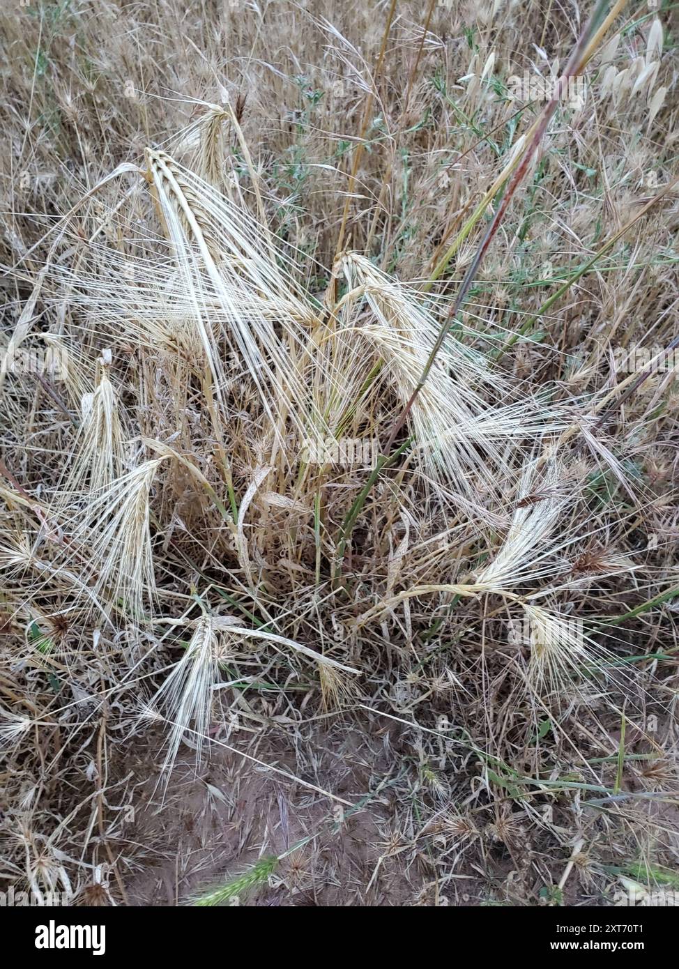 Common Barley (Hordeum vulgare) Plantae Stock Photo - Alamy