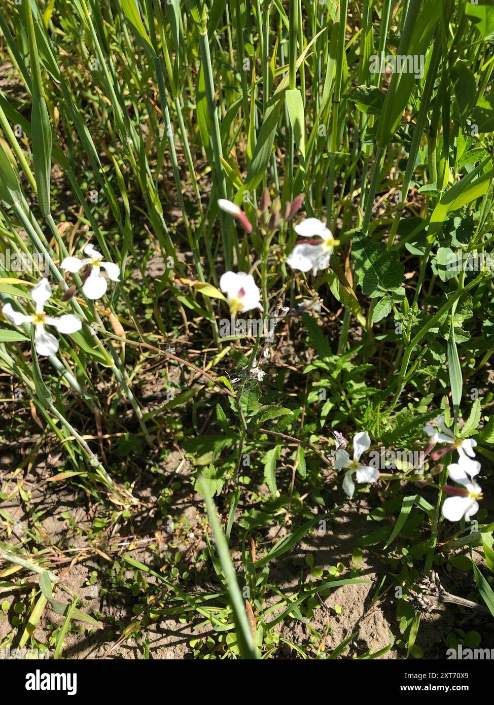 Jointed Charlock (Raphanus raphanistrum) Plantae Stock Photo - Alamy