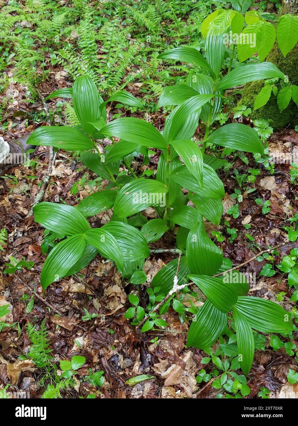 green false hellebore (Veratrum viride) Plantae Stock Photo - Alamy