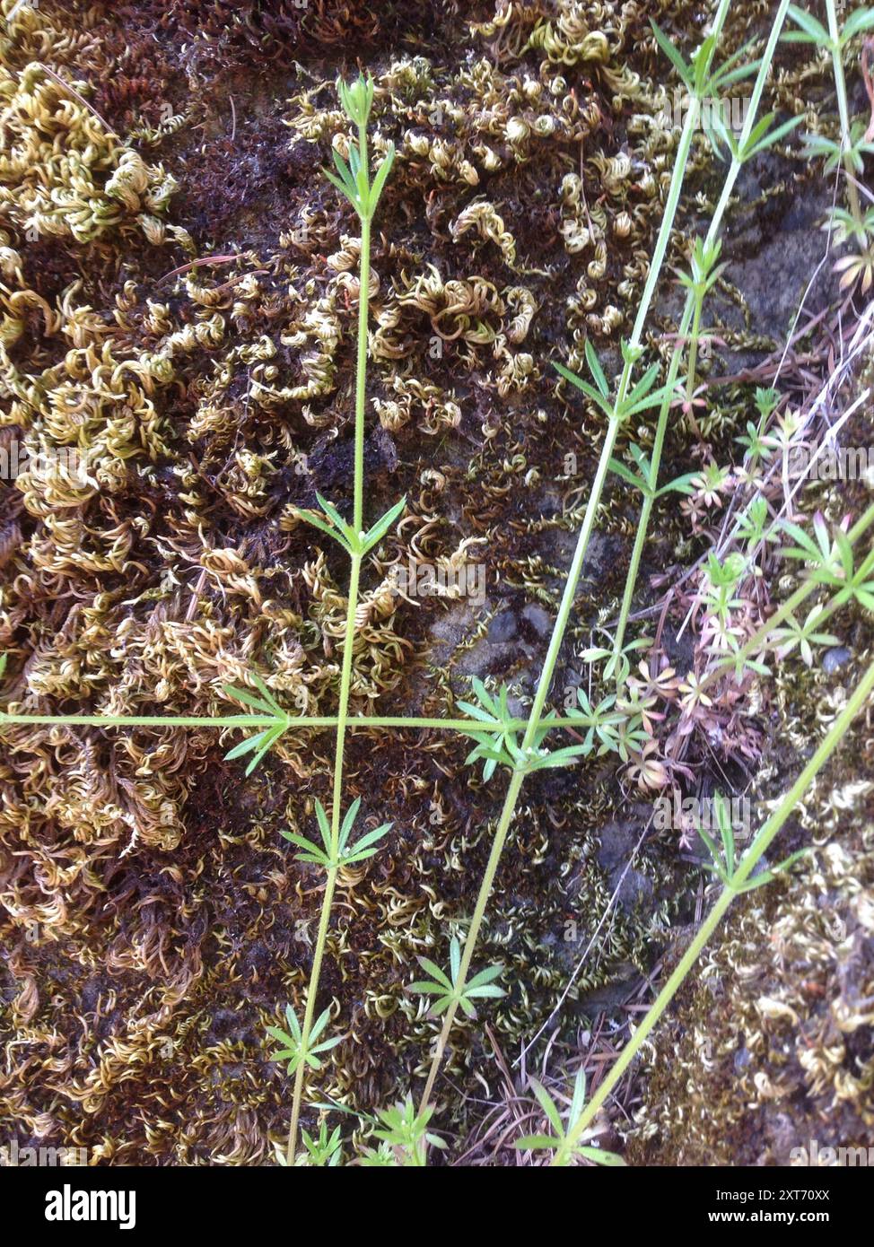 catchweed bedstraw (Galium aparine) Plantae Stock Photo - Alamy
