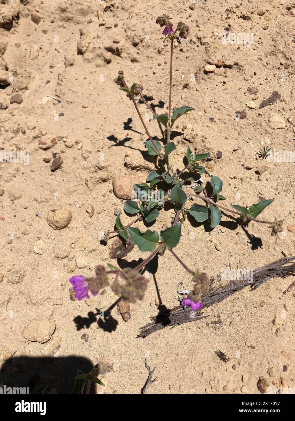 Hairy-tuft Four o'Clock (Mirabilis comata) Plantae Stock Photo - Alamy