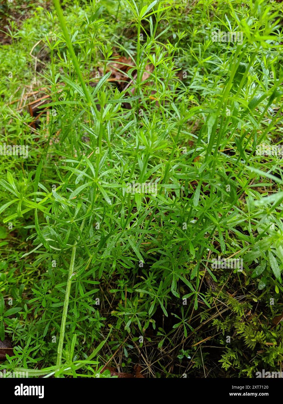 catchweed bedstraw (Galium aparine) Plantae Stock Photo - Alamy