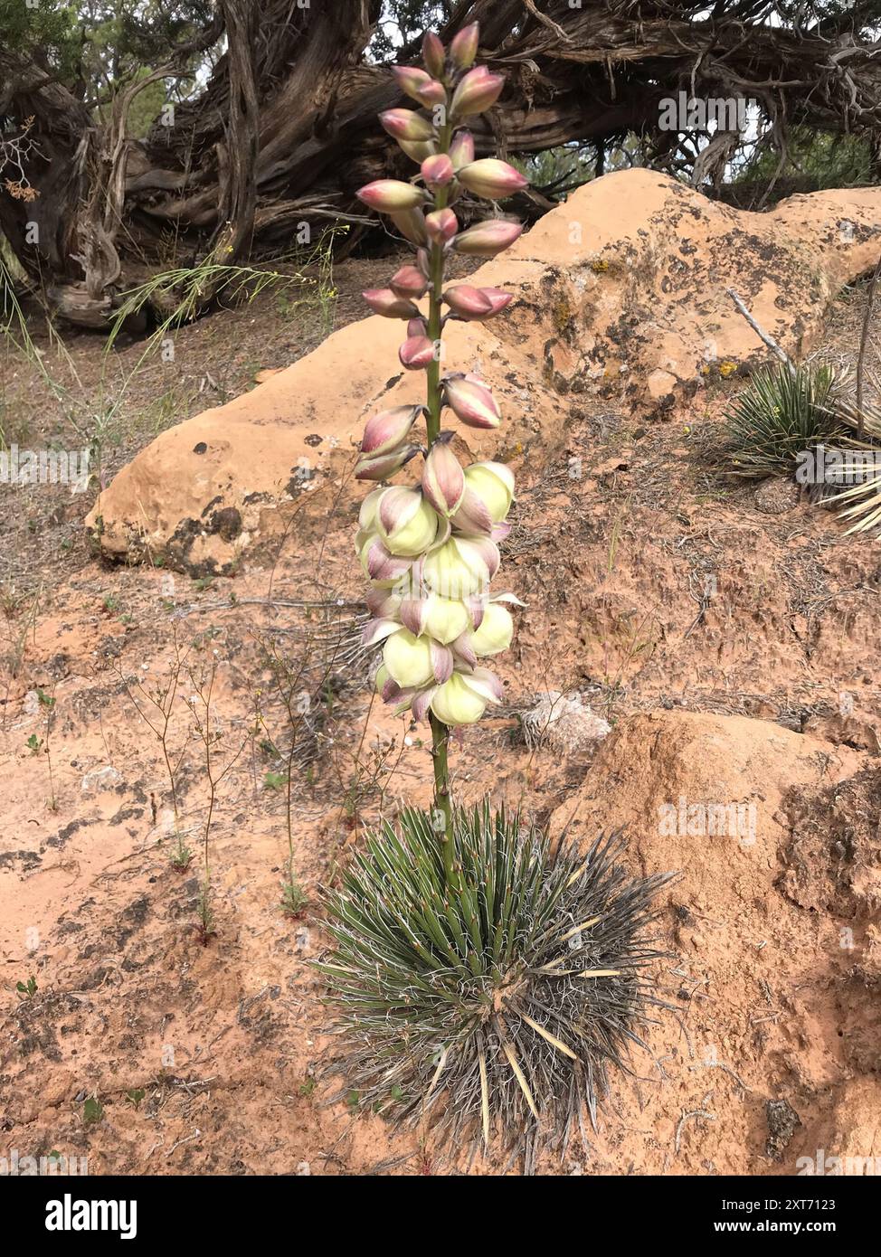 Yucca harrimaniae hi-res stock photography and images - Alamy