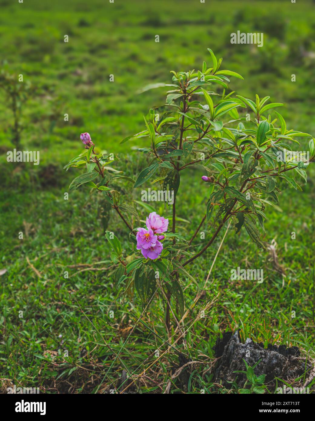 Brazillian princess flower hi-res stock photography and images - Alamy