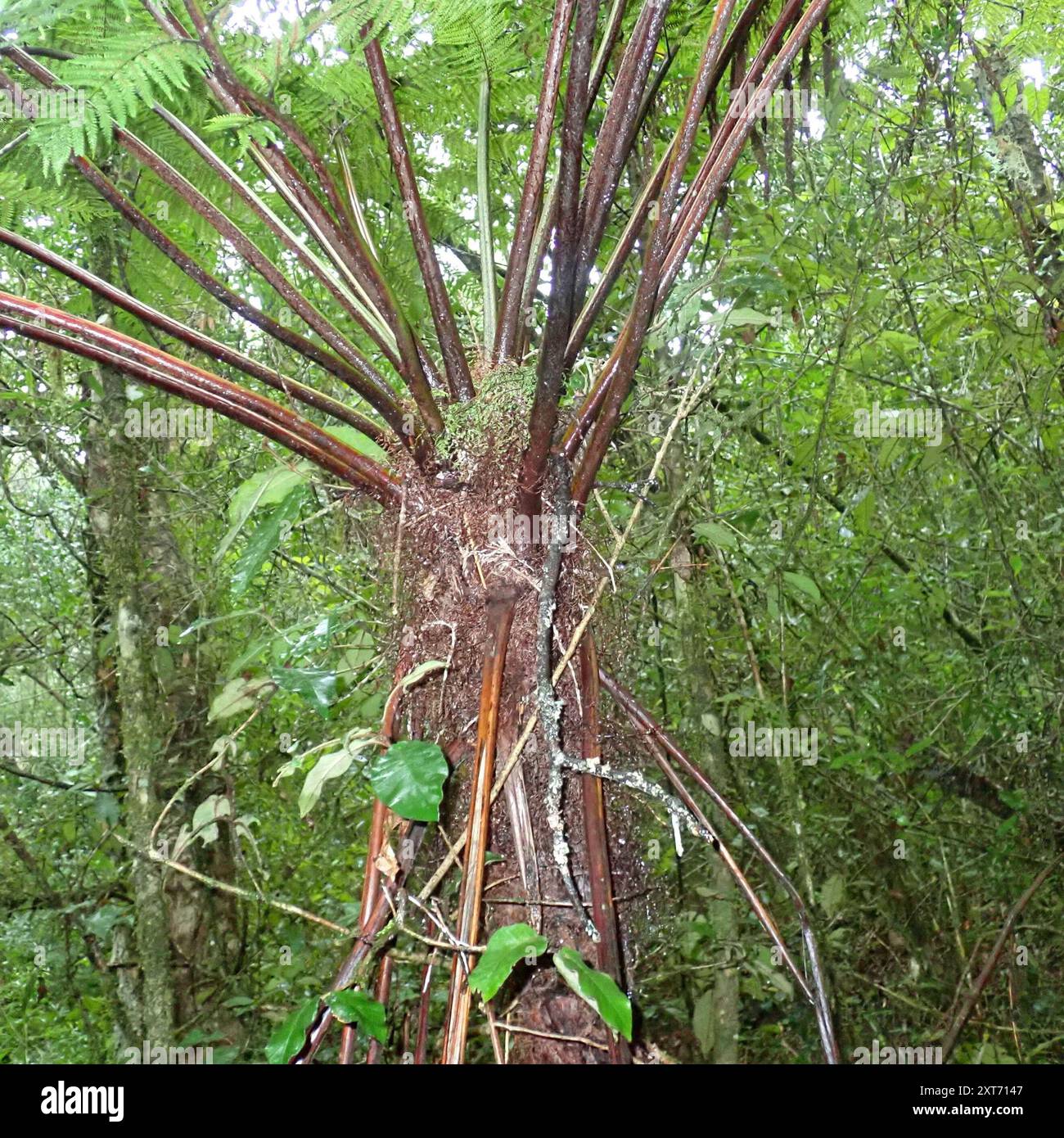 Forest Tree Fern (Cyathea capensis) Plantae Stock Photo - Alamy