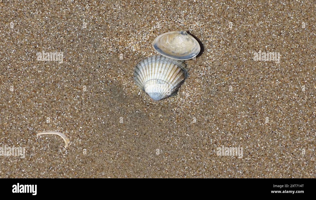 Common Cockle (Cerastoderma edule) Mollusca Stock Photo - Alamy
