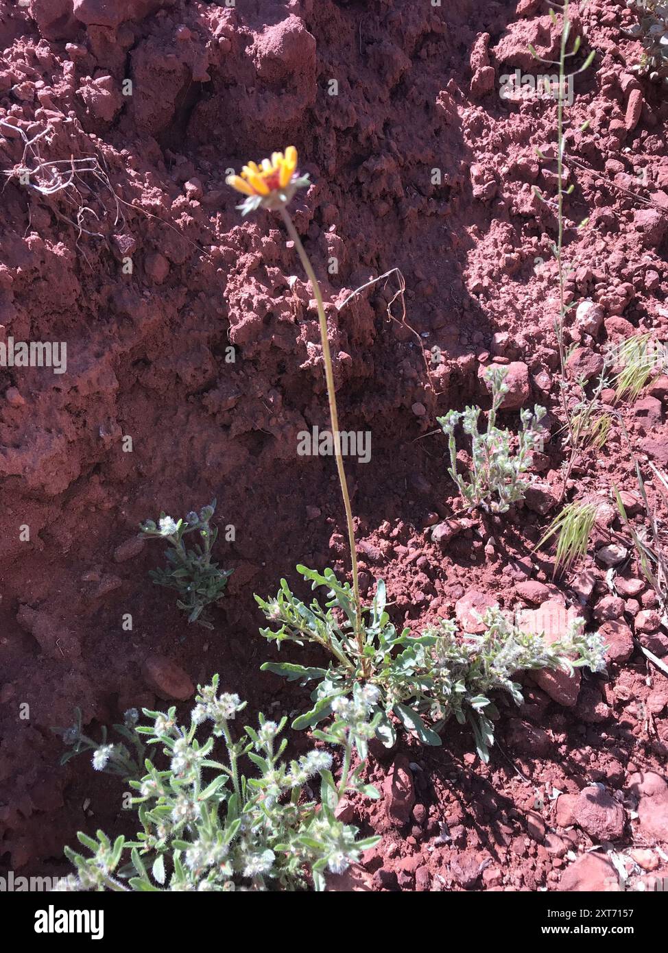 red dome blanketflower (Gaillardia pinnatifida) Plantae Stock Photo - Alamy