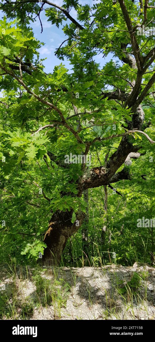 oaks (Quercus) Plantae Stock Photo - Alamy