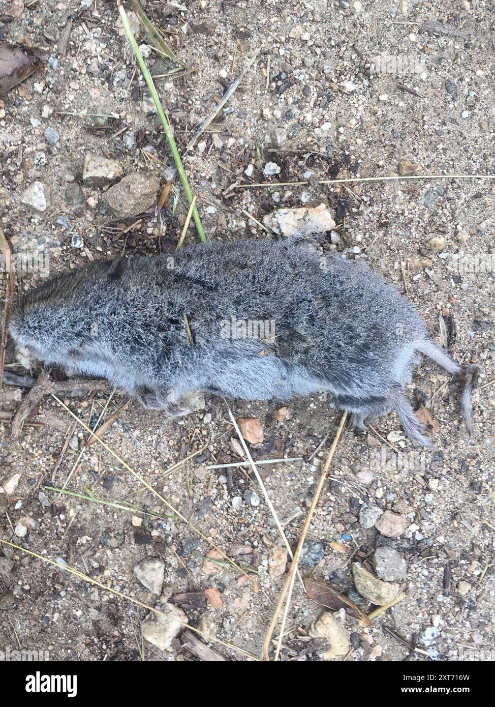 California Vole (Microtus californicus) Mammalia Stock Photo - Alamy