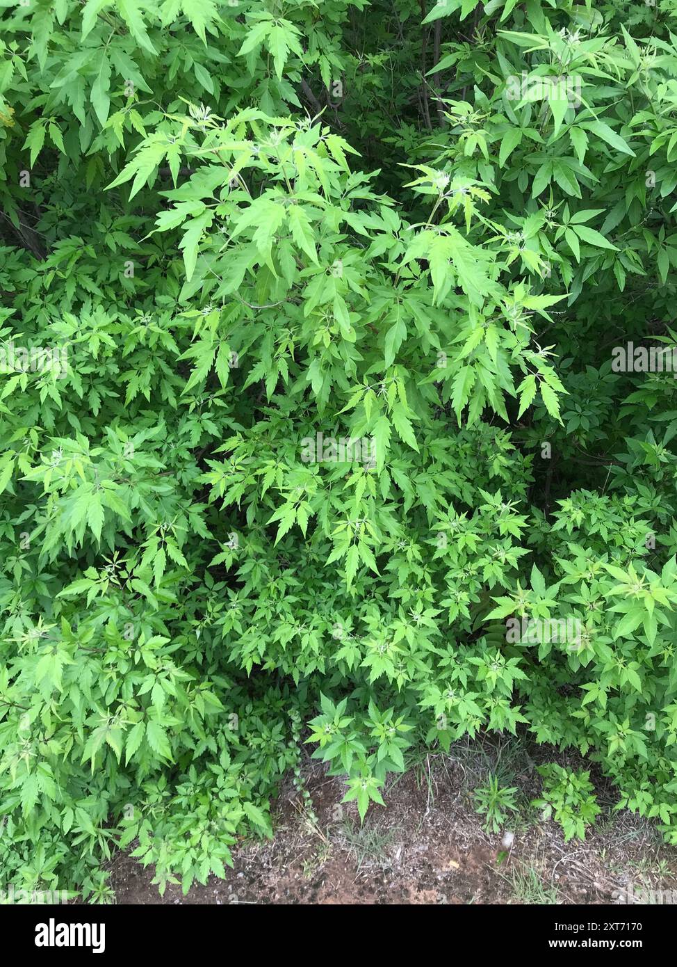 Five-leaved chaste tree (Vitex negundo) Plantae Stock Photo - Alamy