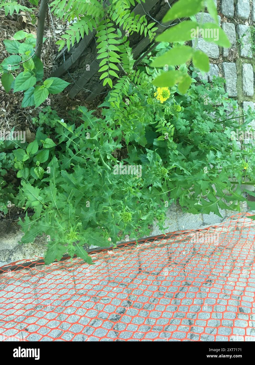 False London-rocket (Sisymbrium loeselii) Plantae Stock Photo - Alamy