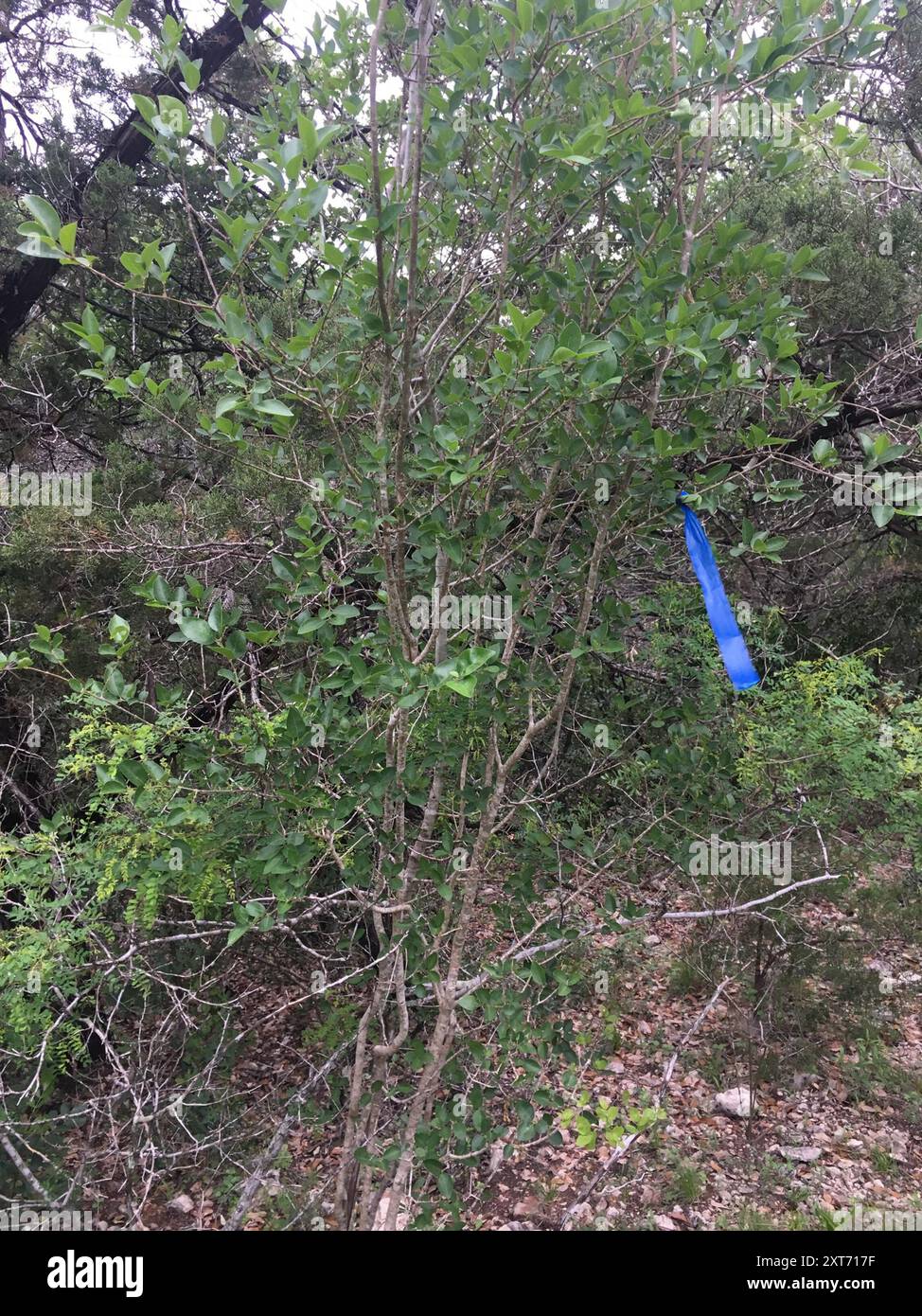 Netleaf Forestiera (Forestiera reticulata) Plantae Stock Photo - Alamy